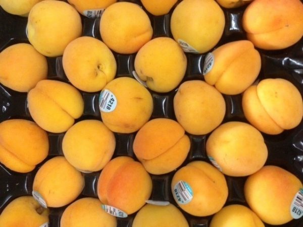 Apricot, Fresh - California Specialty Farms