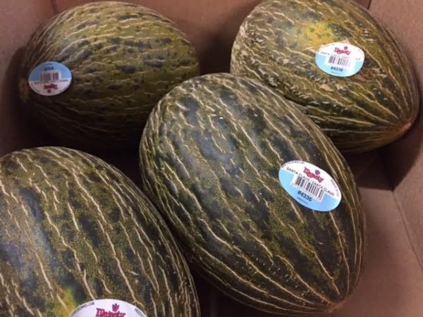 Santa Claus Melon - California Specialty Farms