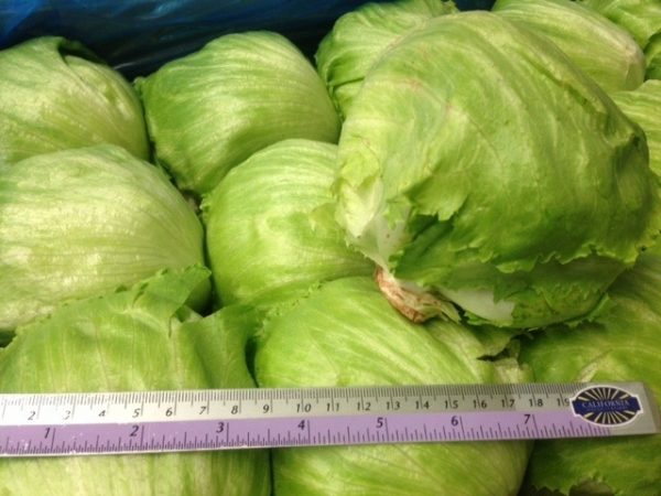 Iceberg, Baby - California Specialty Farms